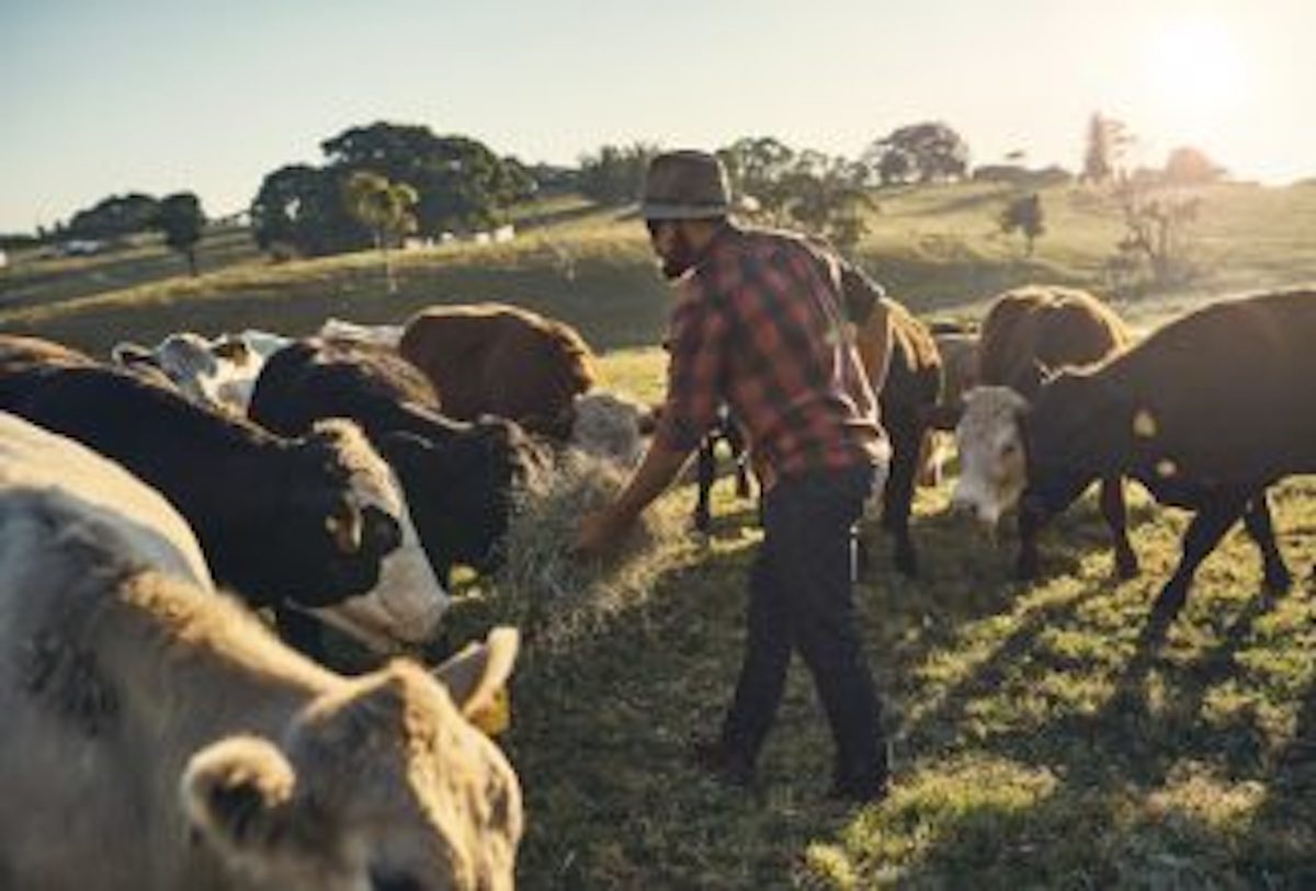 Selecting Hay for Cattle - Countryside
